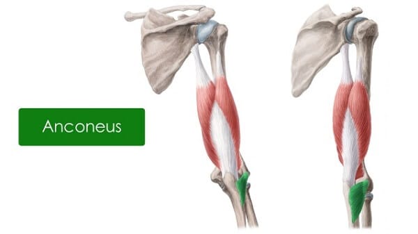 Triceps Dumbbell Kickback Nasıl Yapılır? | Fitness&Beast