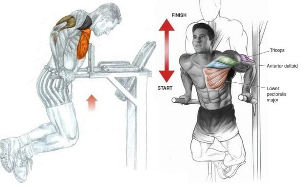 Chest Dips | Nasıl Yapılır? | Nereyi Çalıştırır? - FitnessAndBeast