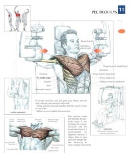 Pec Deck Fly | Nasıl Yapılır? | Nereyi Çalıştırır? - FitnessAndBeast