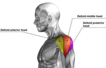 Machine Shoulder Press | Nasıl Yapılır? | Nereyi Çalıştırır ...
