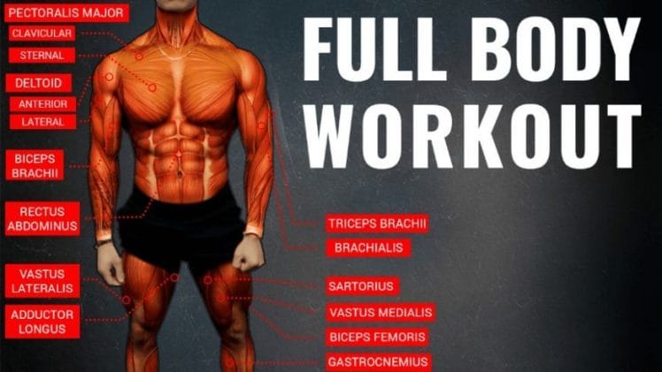 Full Body Antrenman Programı - FitnessAndBeast